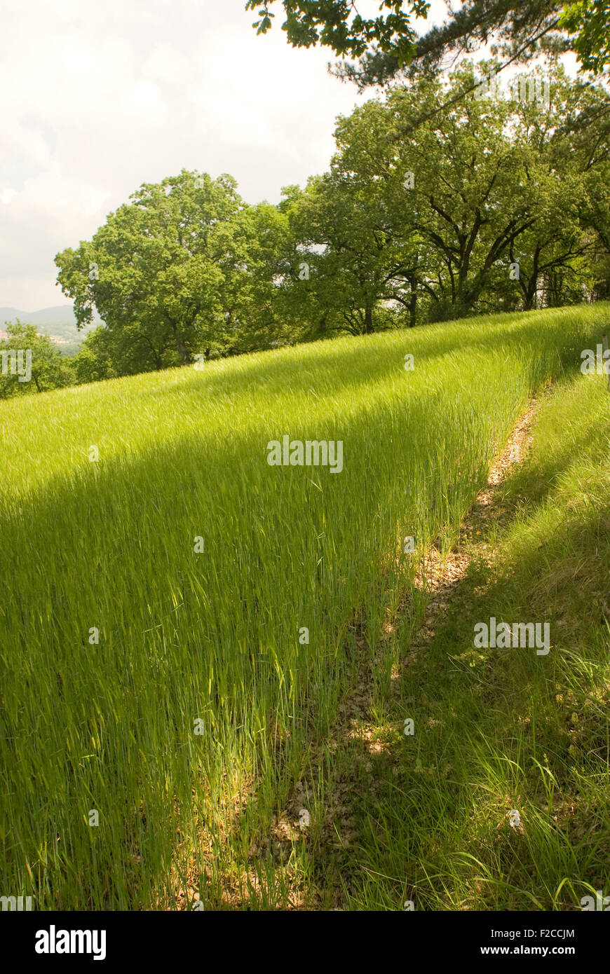 crops ripening in the sun, field of crops, summer field, landscape ...