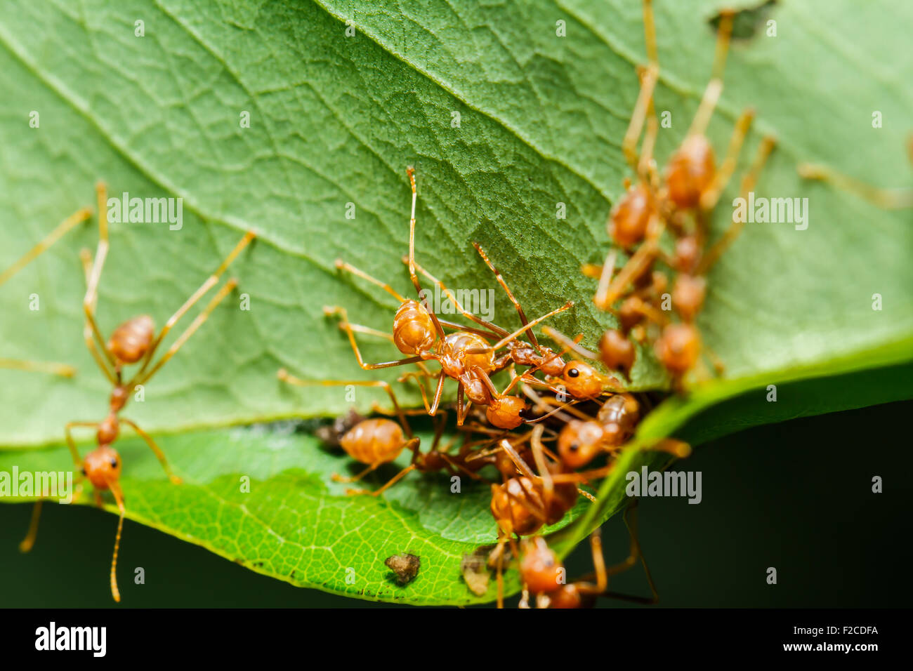 red ants teamwork Stock Photo - Alamy