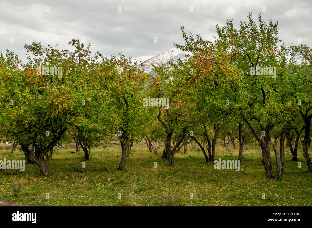 September leaves hi-res stock photography and images - Alamy