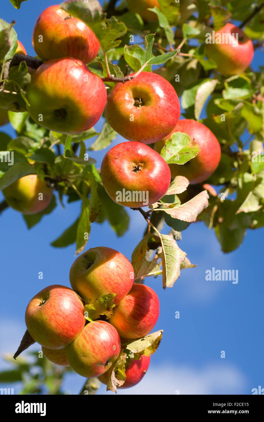 Tree full of ripe apples against a blue sky Stock Photo - Alamy