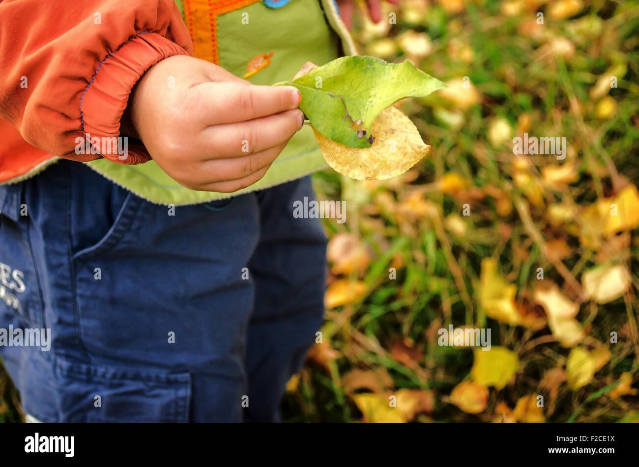 the child holds the leaves are bright Stock Photo - Alamy