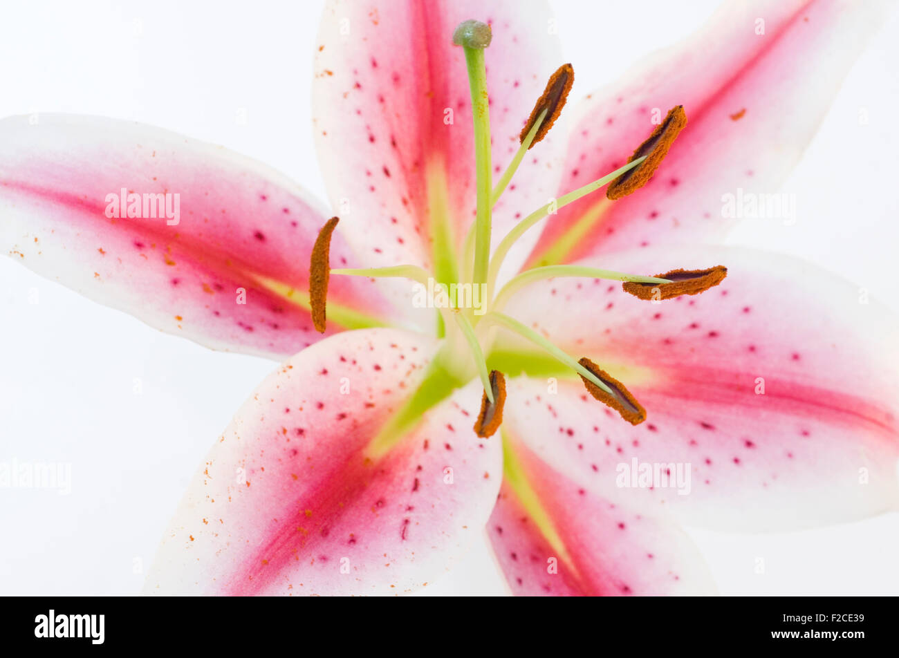 Bloom head hi-res stock photography and images - Alamy