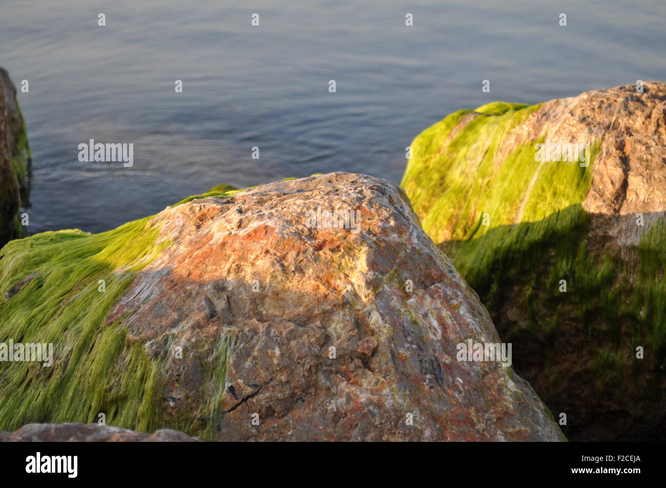 Algae on the rocks hi-res stock photography and images - Alamy
