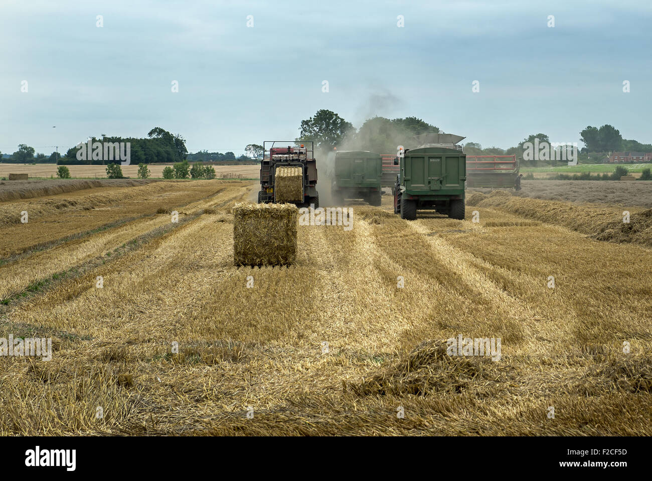 Combine Harvester and tractor and trailers harvesting a field of wheat ...
