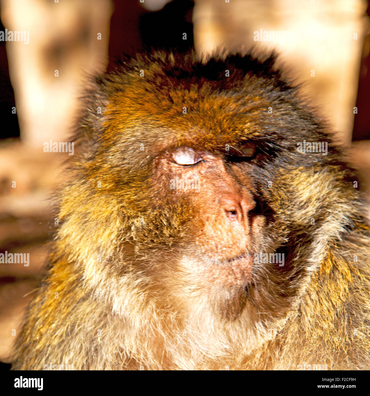 old monkey in africa morocco and natural background fauna close up ...