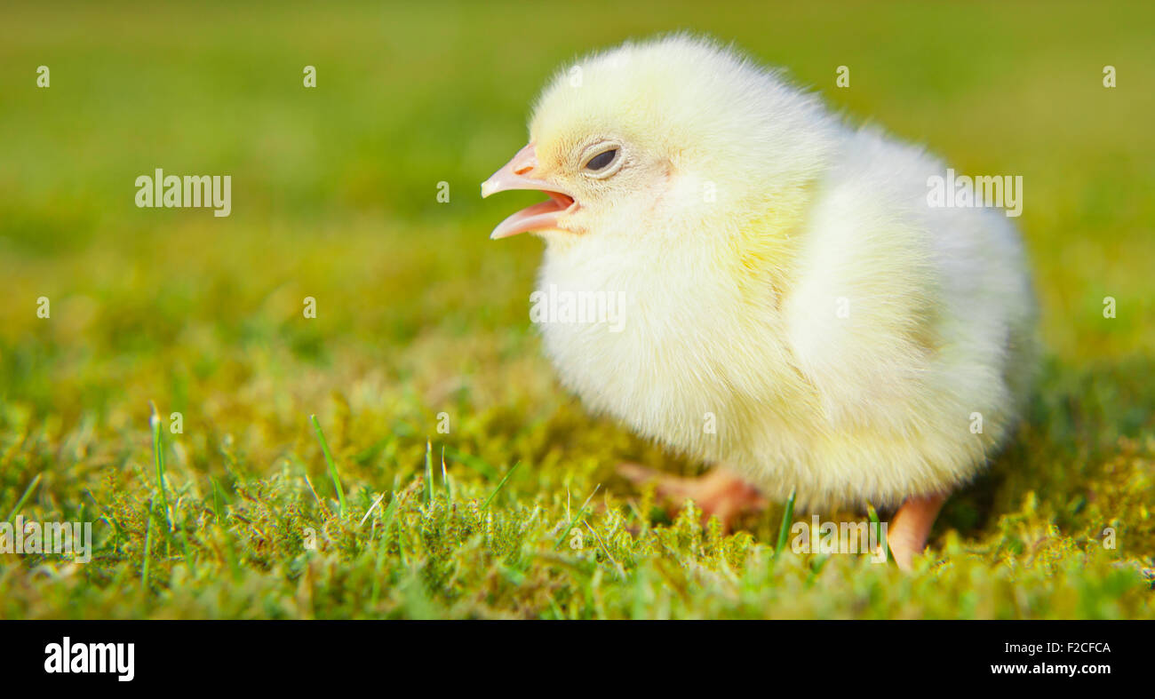 Cute little chick outside on green meadow Stock Photo - Alamy
