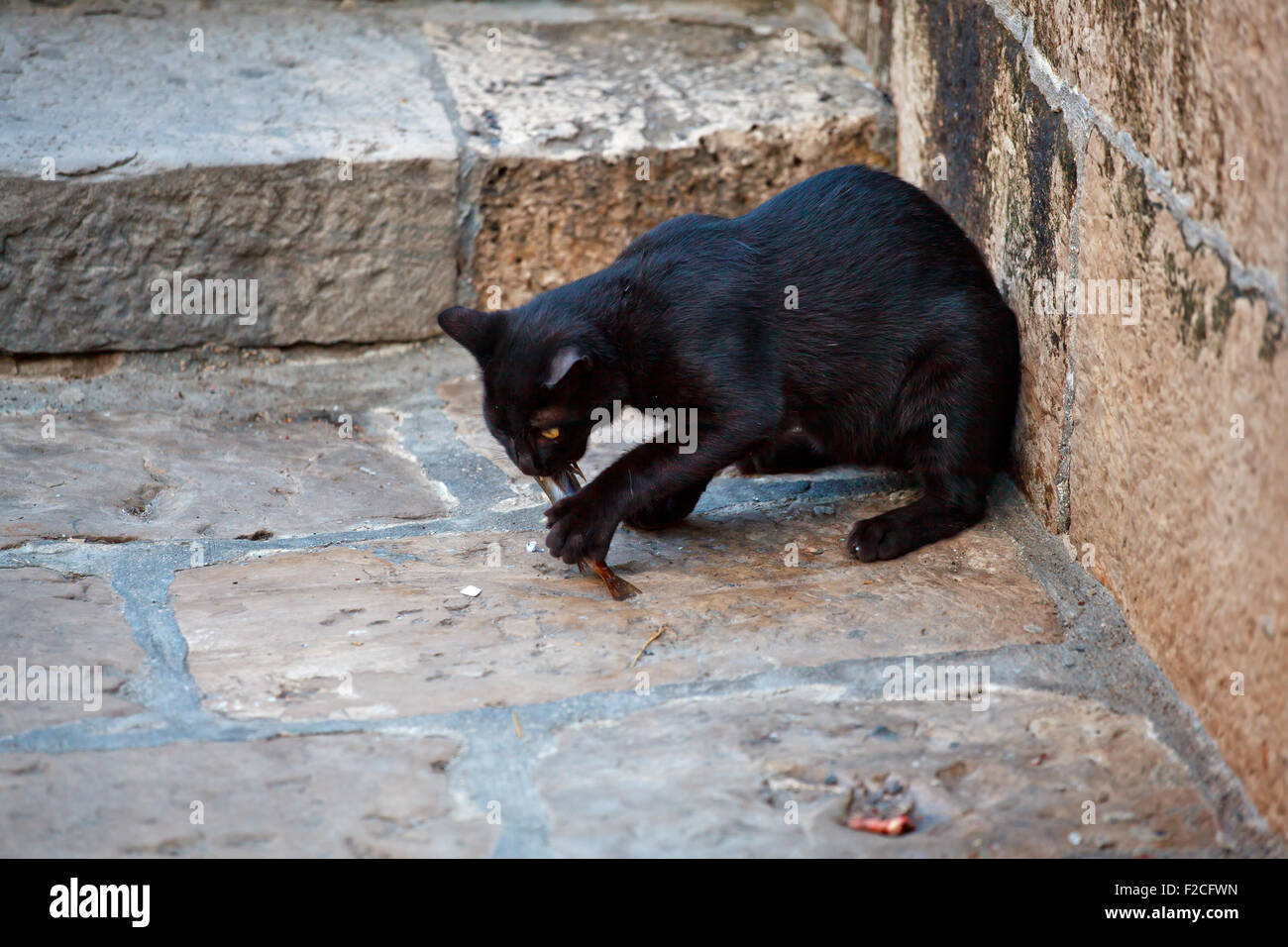Black Cat Eating Fish