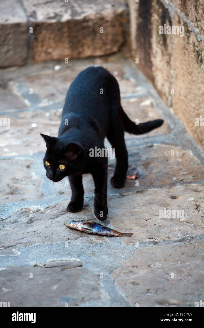 Black cat eating a dead fish in the street Stock Photo - Alamy