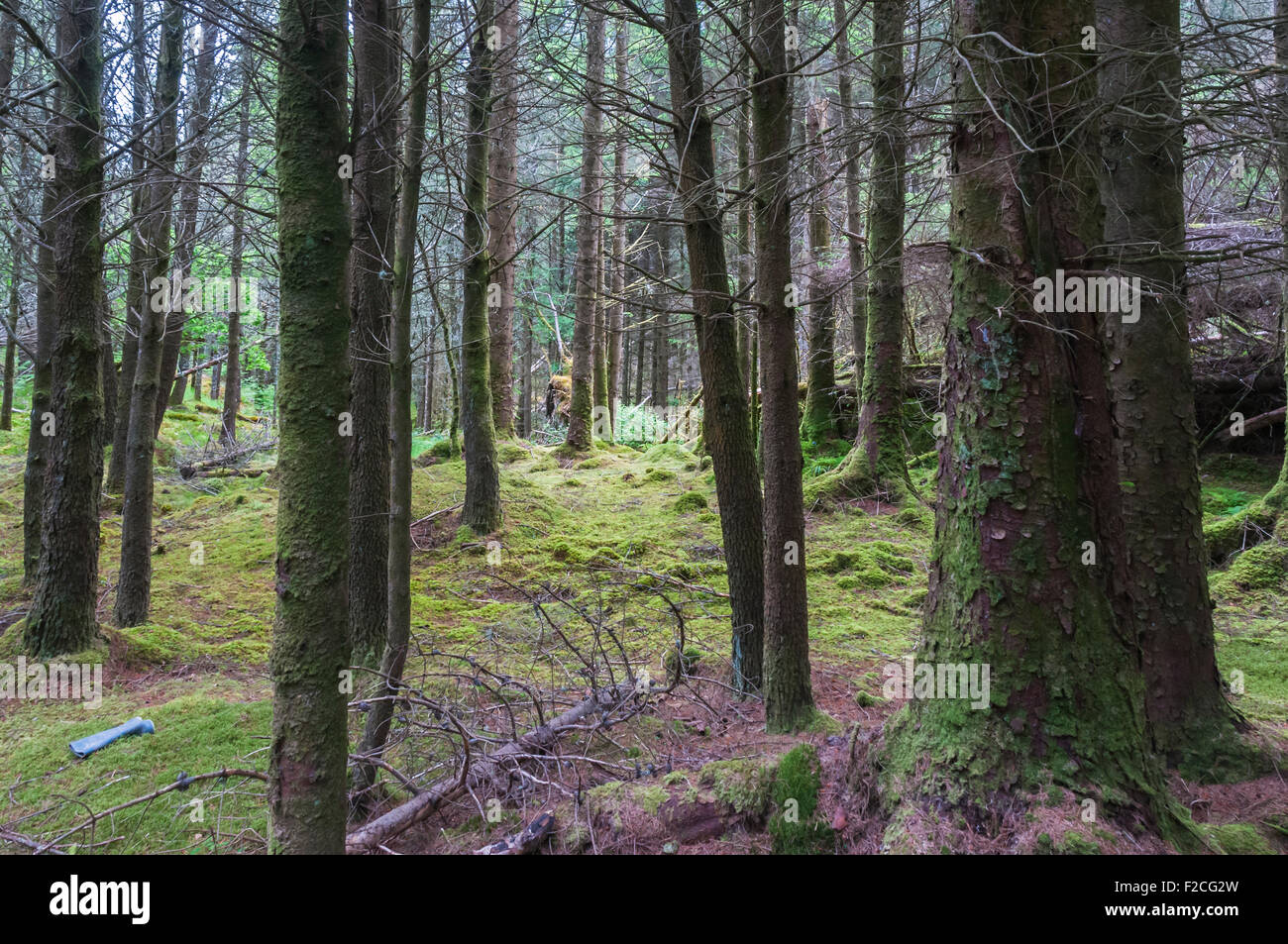 Young rubber tree forest hi-res stock photography and images - Alamy