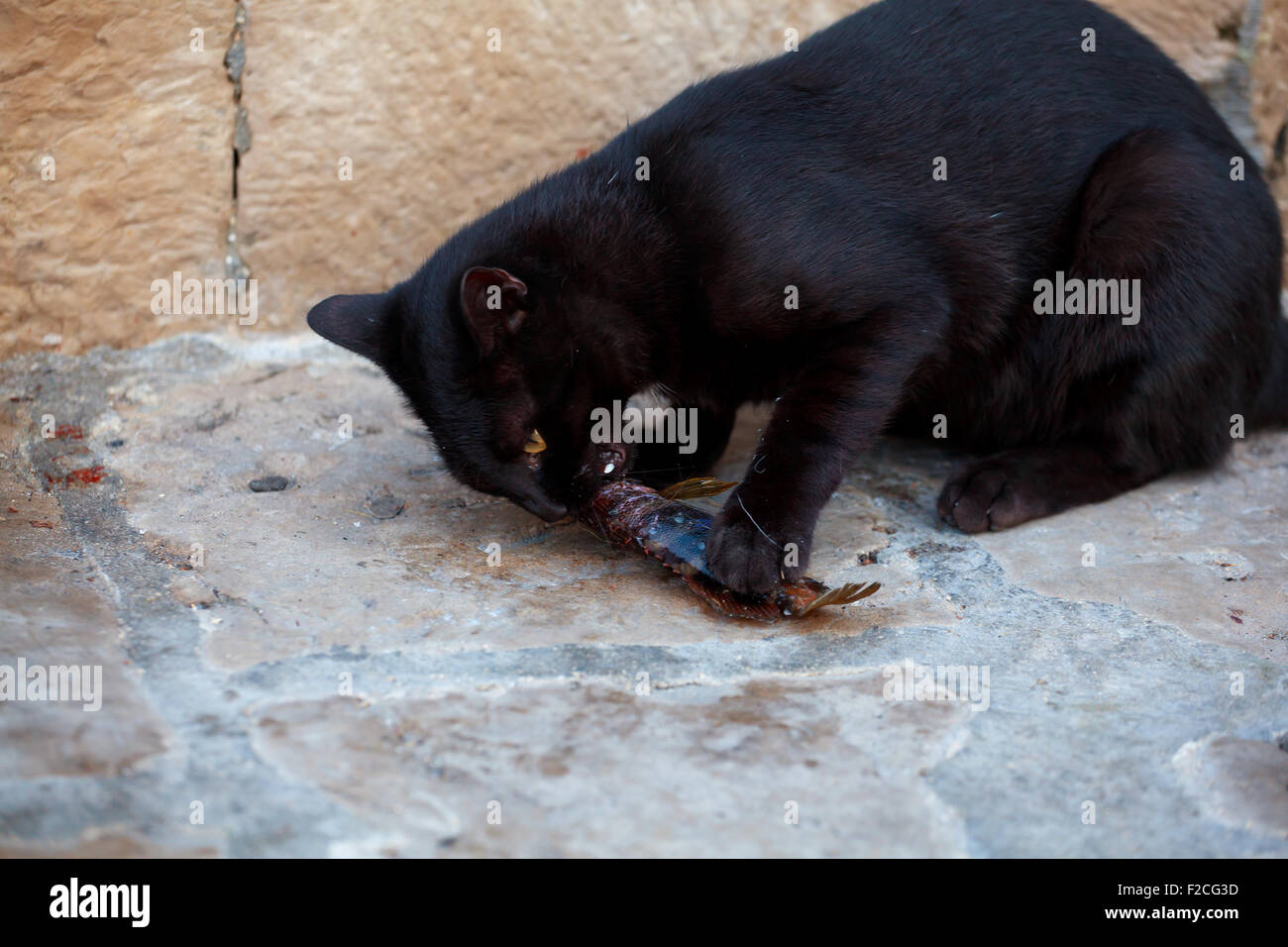 Black cat eating a dead fish in the street Stock Photo - Alamy