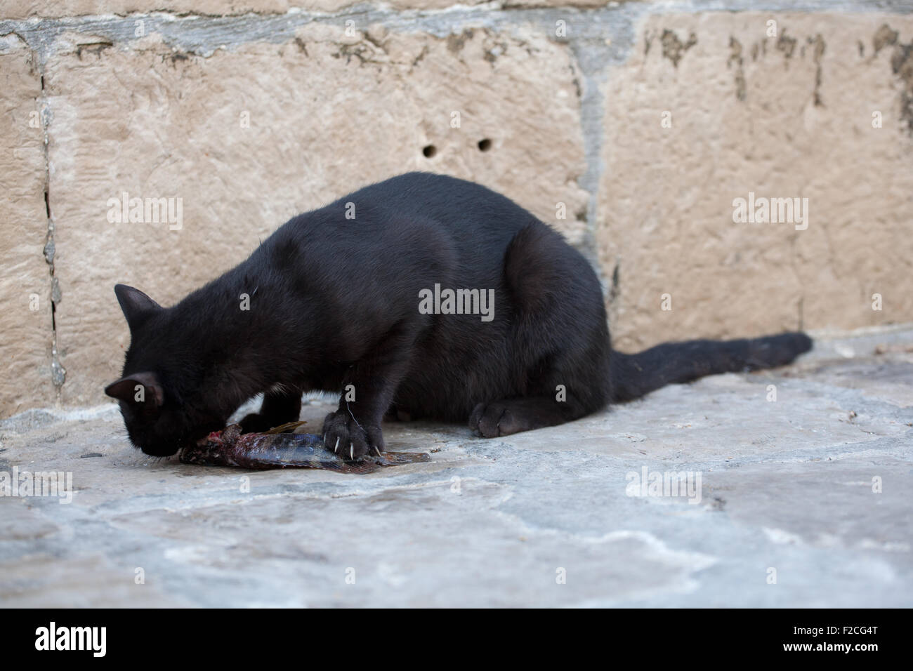 Black cat eating a dead fish in the street Stock Photo - Alamy