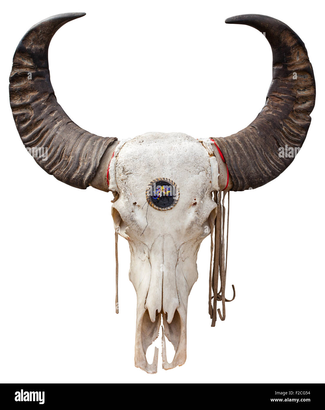 Close up of a Buffalo skull isolated on white background Stock Photo ...