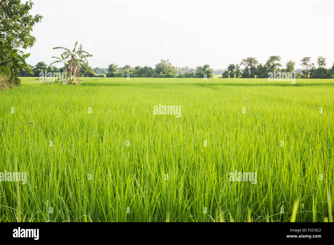Rural rice field green grass, stock photo Stock Photo - Alamy