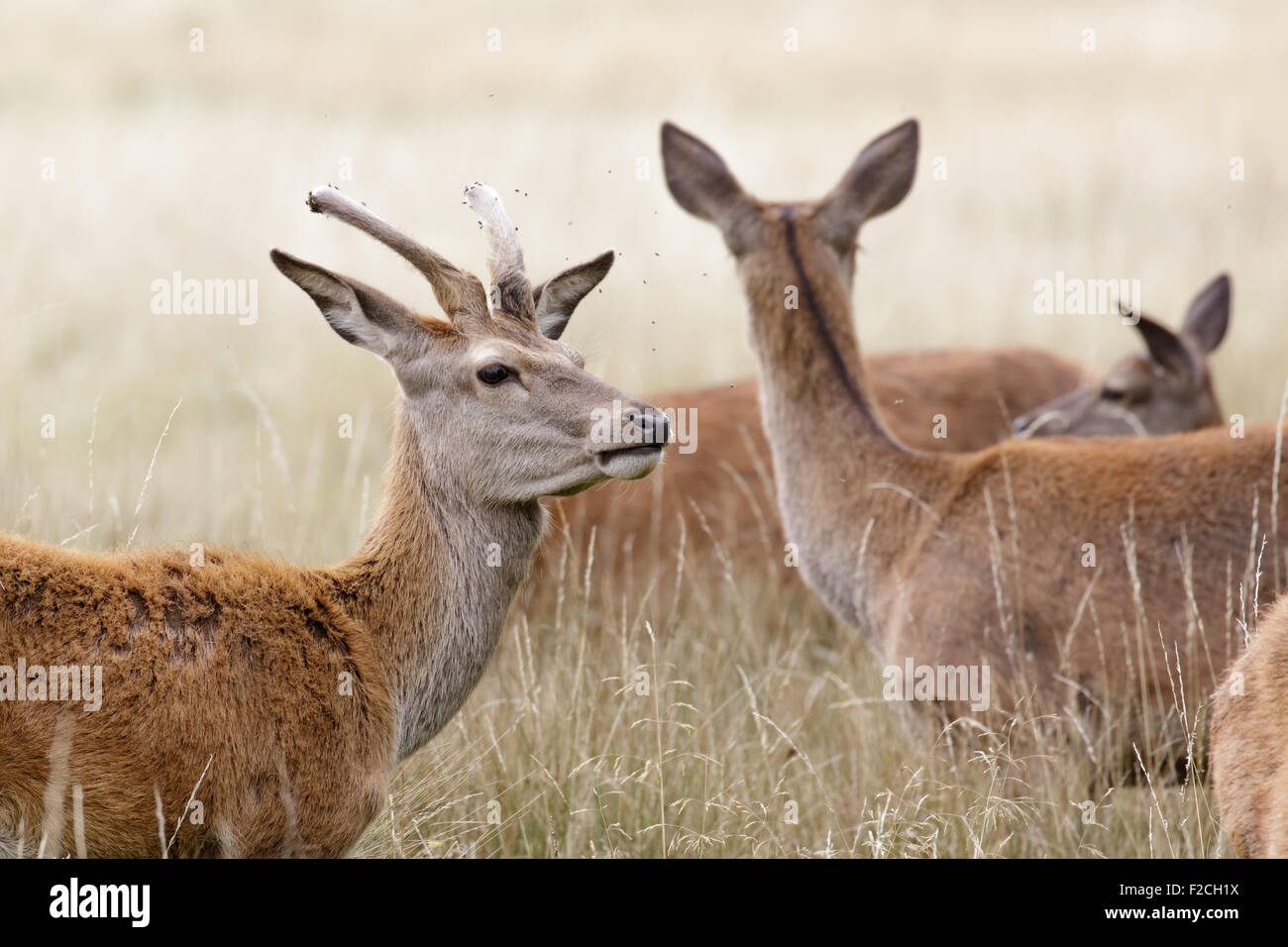 A young male Red Deer with small antlers Stock Photo - Alamy