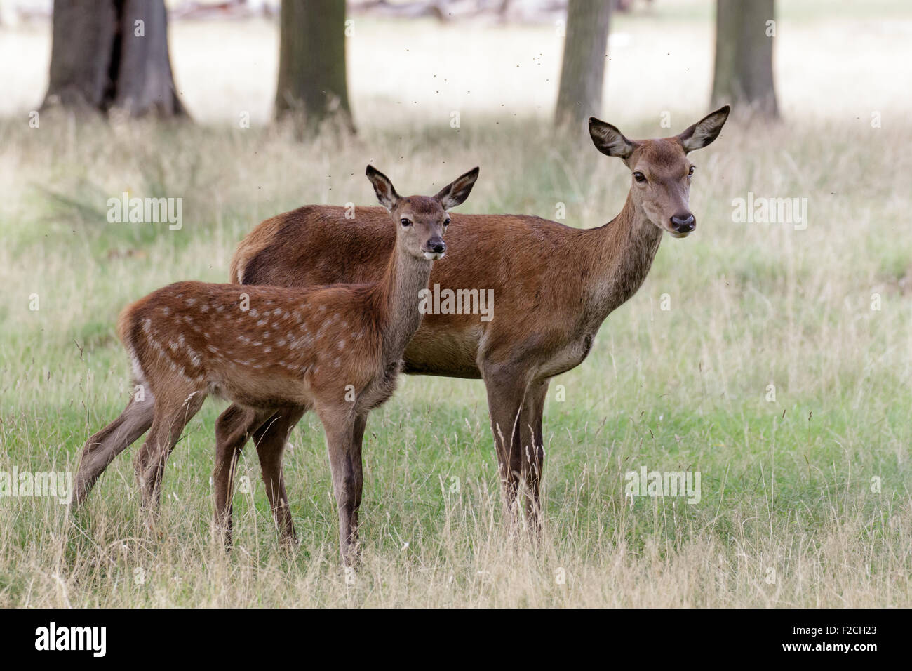 Red Deer (Cervus elaphus) female hind mum mother and young baby calf ...