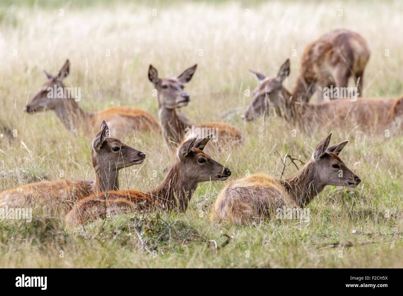 Deer sitting hi-res stock photography and images - Alamy