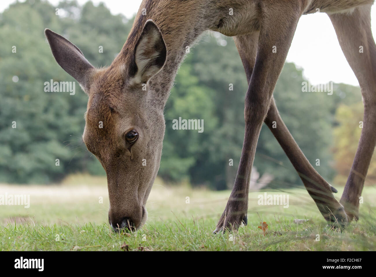 A female Red Deer grazing on the short park grass Stock Photo - Alamy