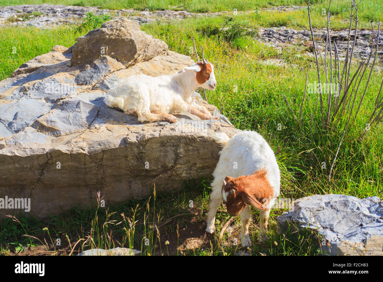 Goats grazing in the green countryside Stock Photo - Alamy