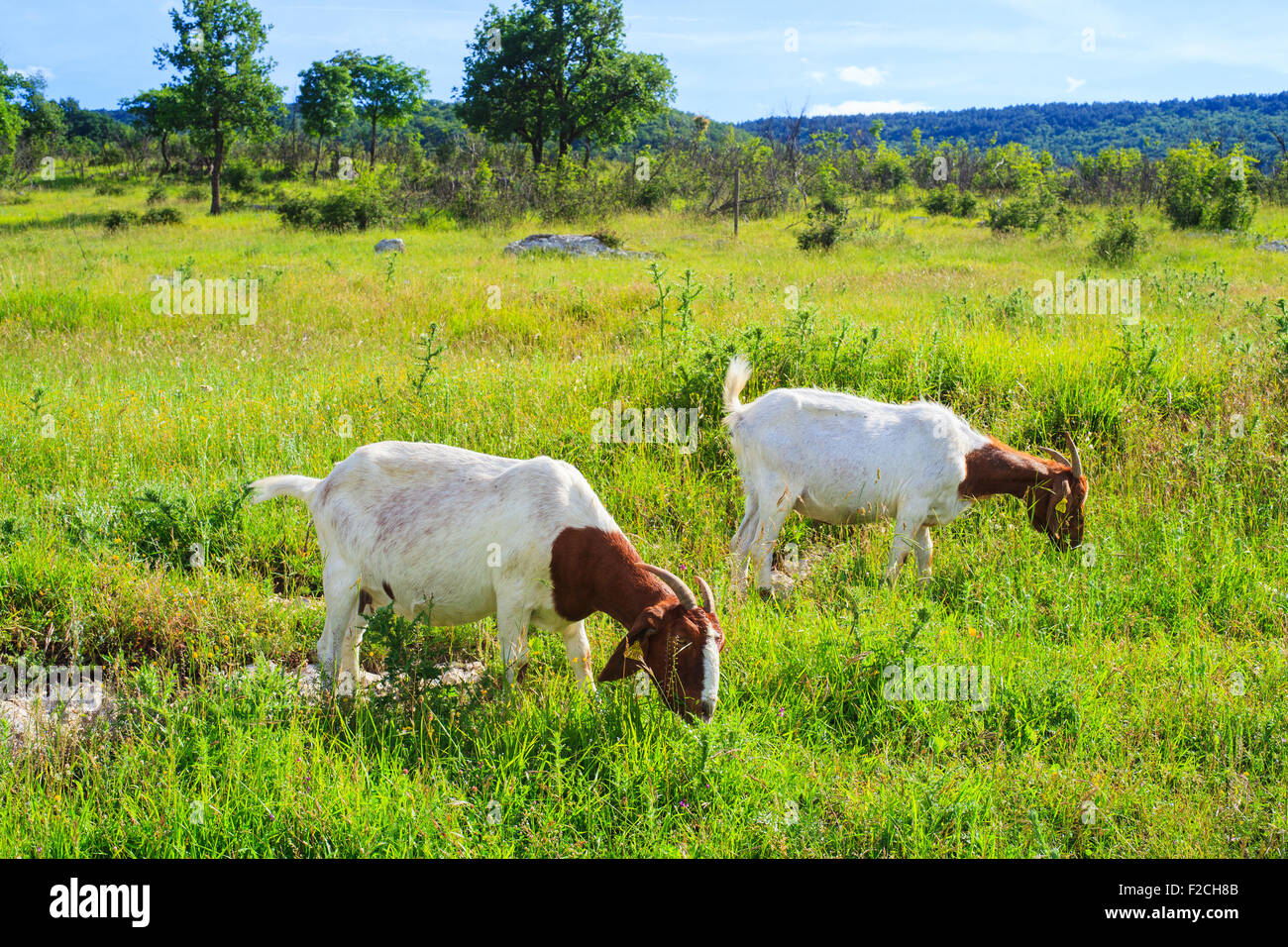 Goats grazing in the green countryside Stock Photo - Alamy