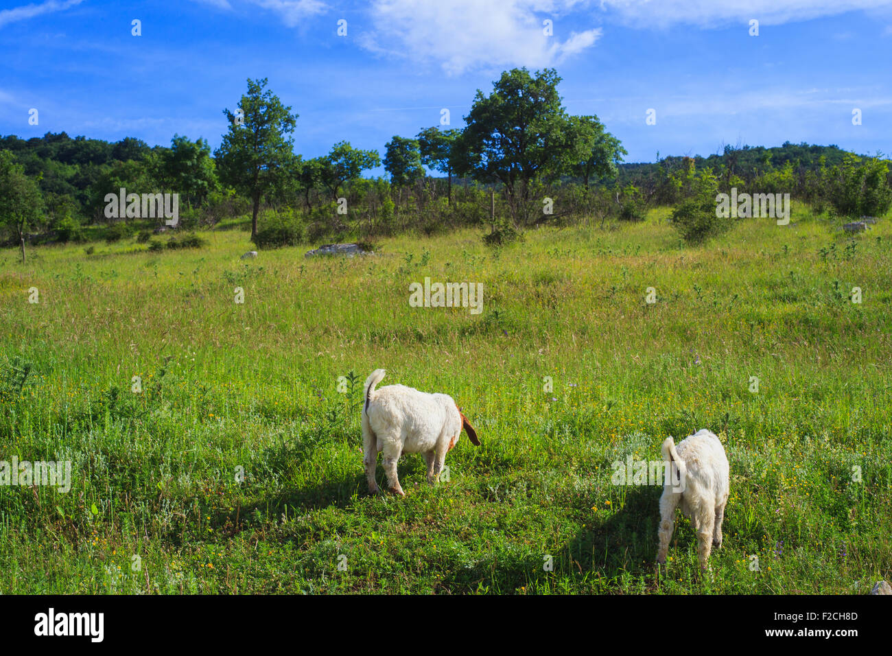 Goats grazing in the green countryside Stock Photo - Alamy