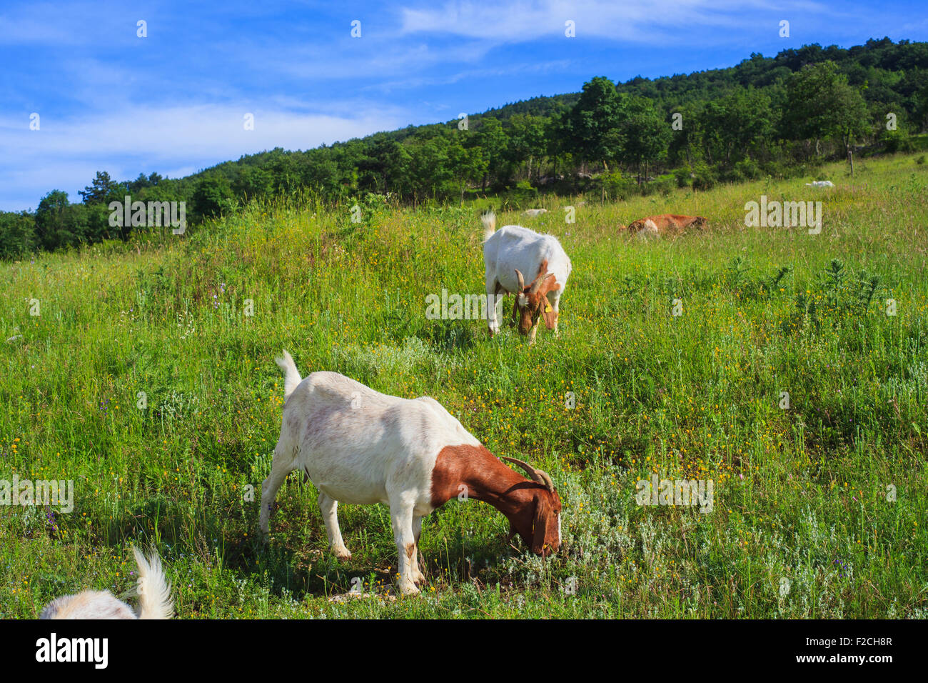 Goats grazing in the green countryside Stock Photo - Alamy