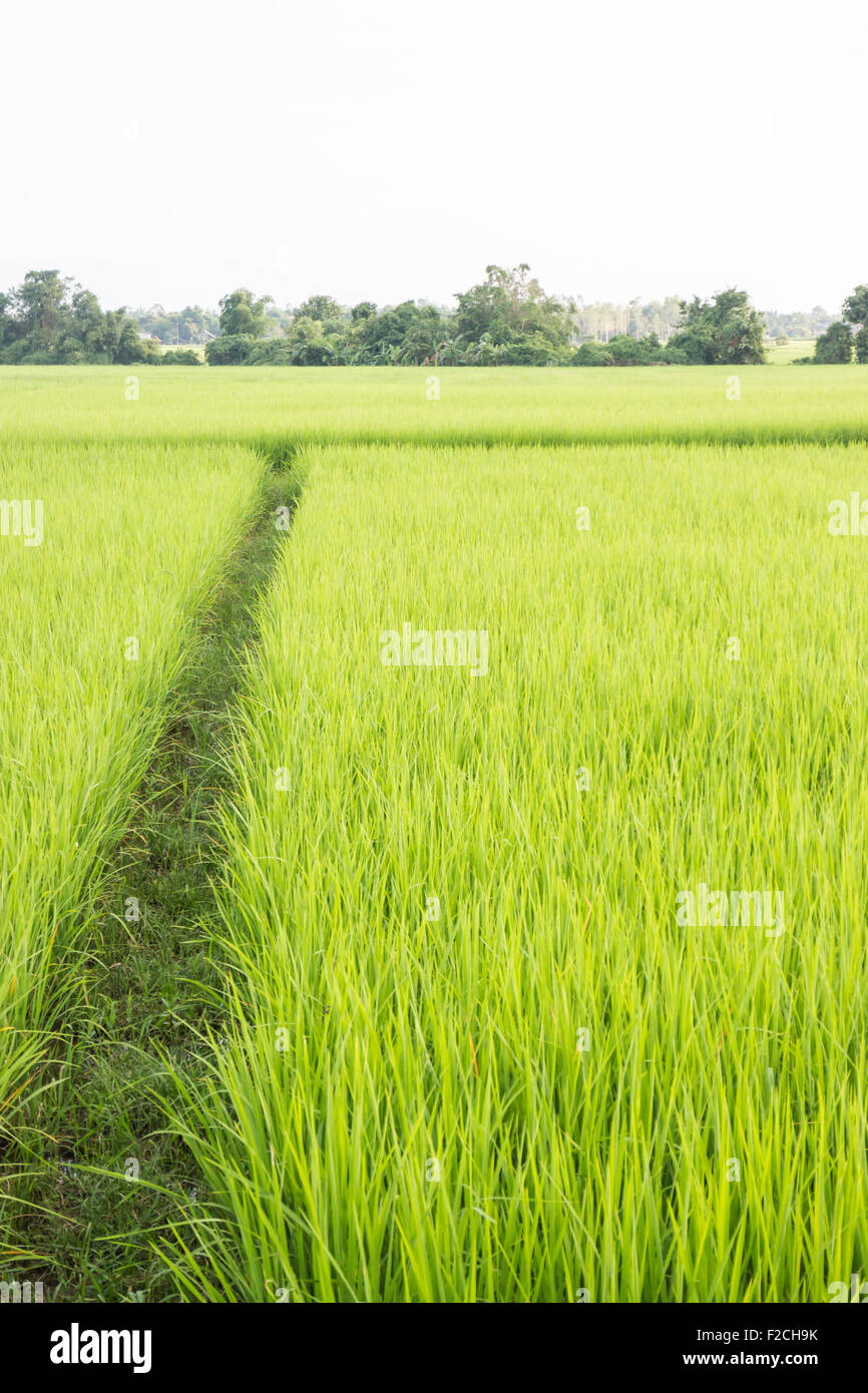 Rural rice field green grass, stock photo Stock Photo - Alamy