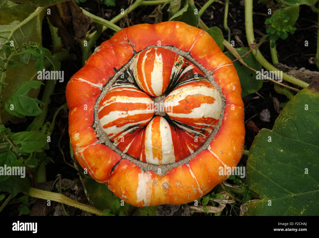 Turban squash hi-res stock photography and images - Alamy