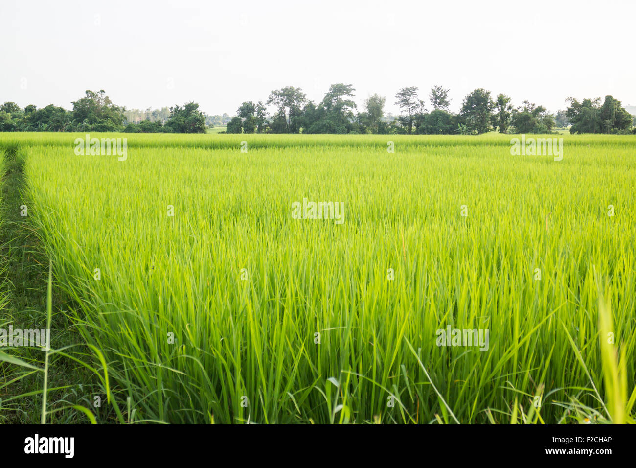 Rural rice field green grass, stock photo Stock Photo - Alamy