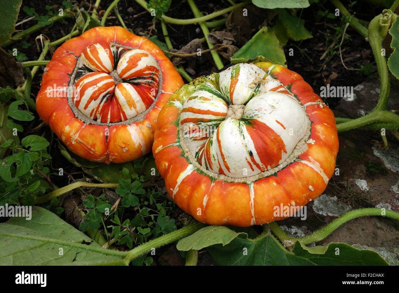 Cucurbita maxima turban squash hi-res stock photography and images - Alamy