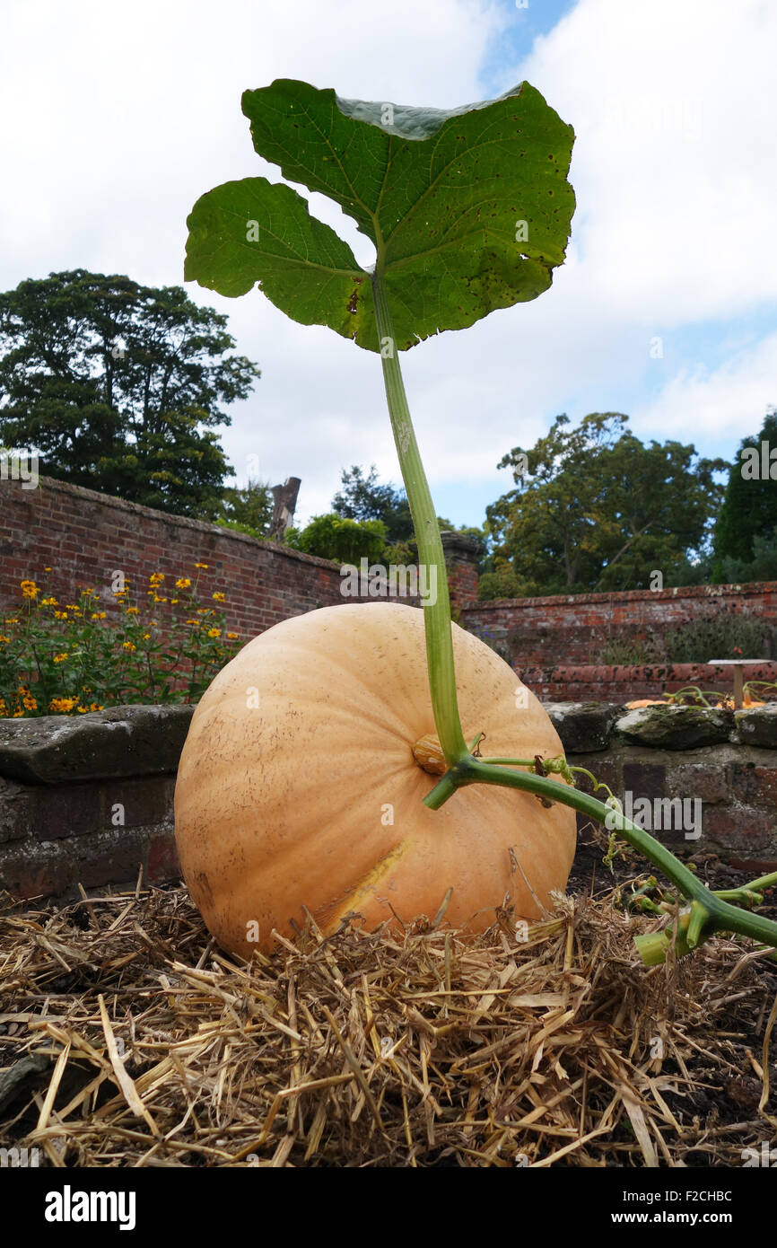 Hundredweight squash hi-res stock photography and images - Alamy