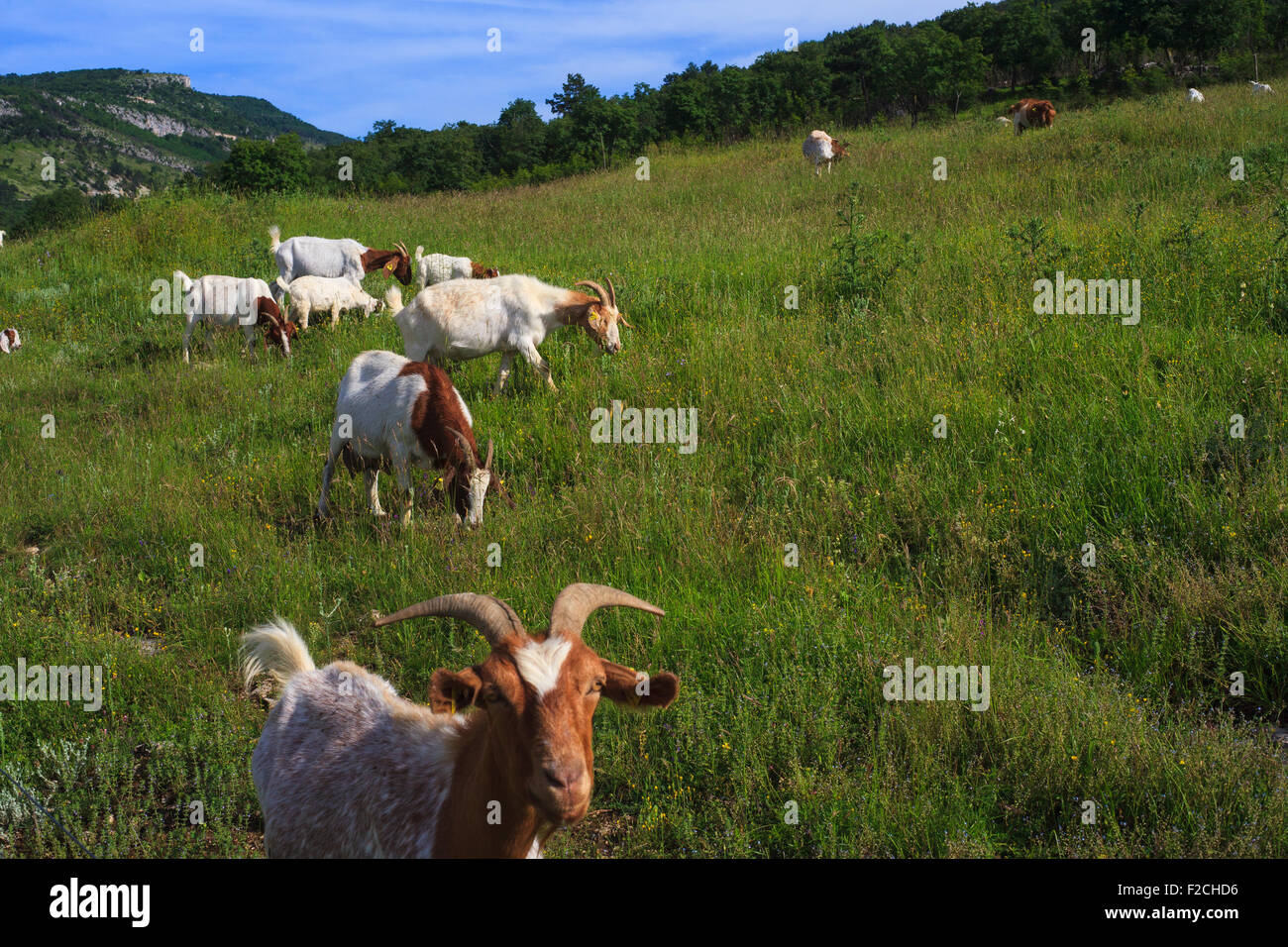 Goats grazing in the green countryside Stock Photo - Alamy