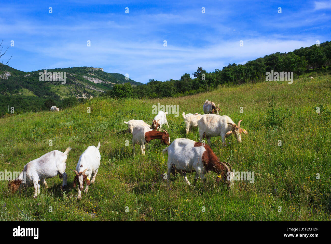 Goats grazing in the green countryside Stock Photo - Alamy