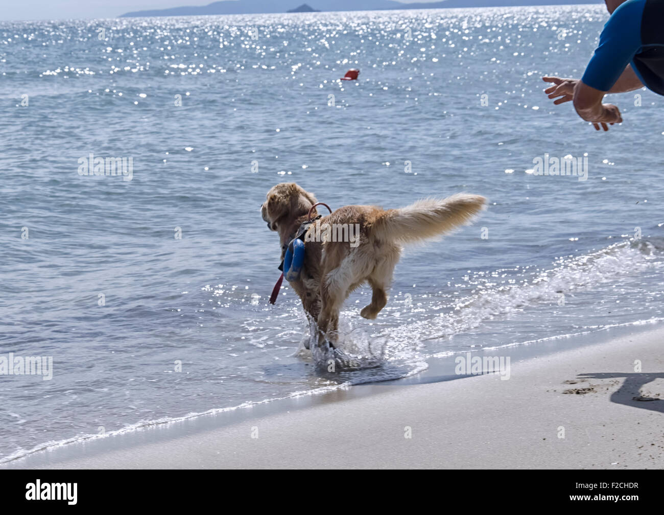 Drowning dog hi-res stock photography and images - Alamy