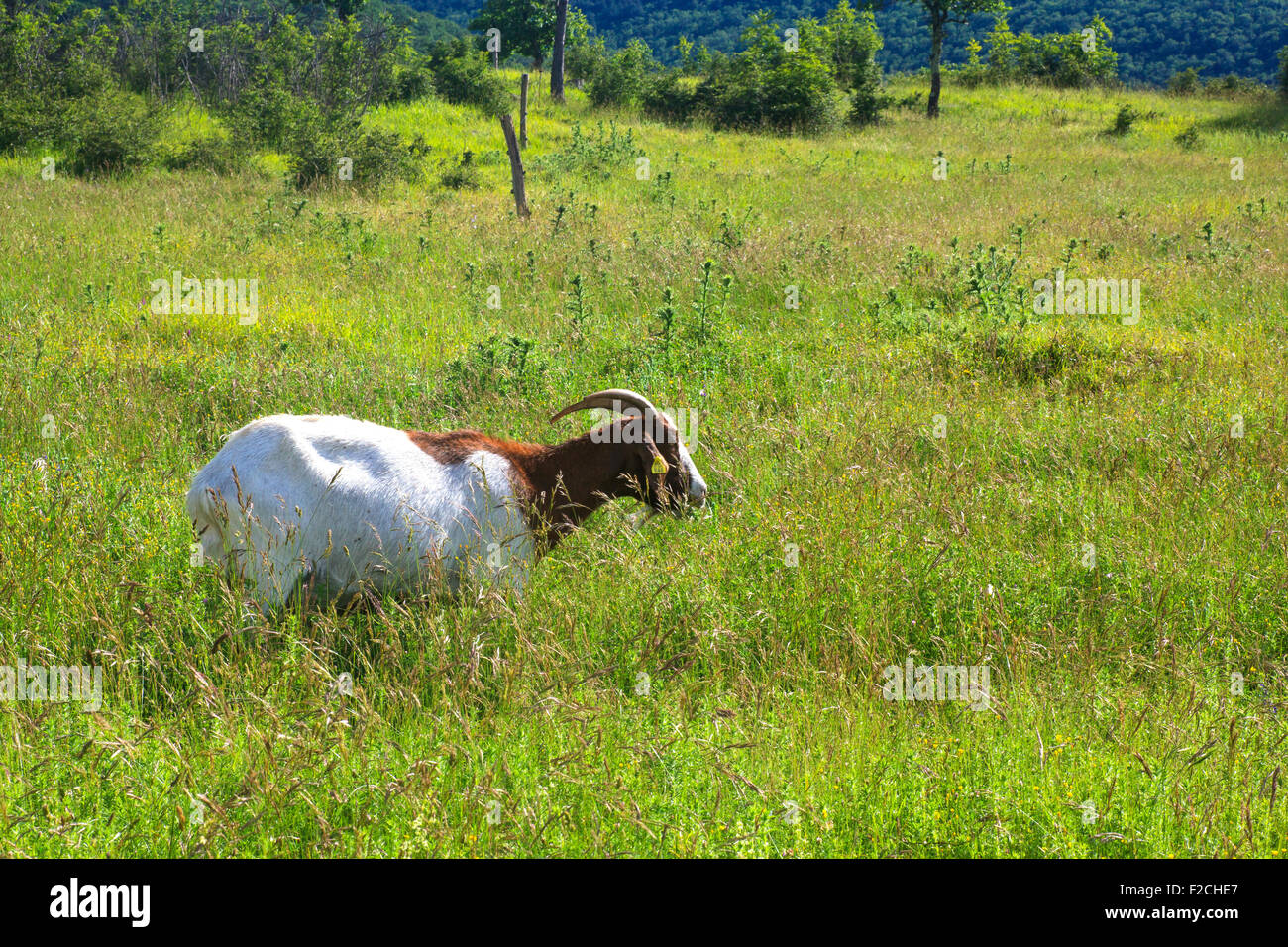 Goat grazing in the green countryside Stock Photo - Alamy