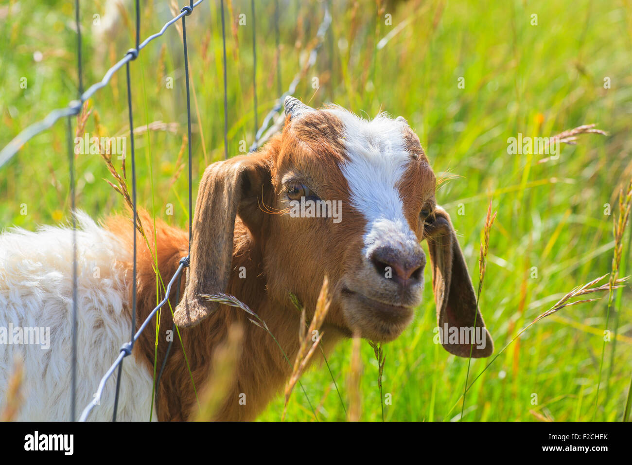 Goat grazing in the green countryside Stock Photo - Alamy