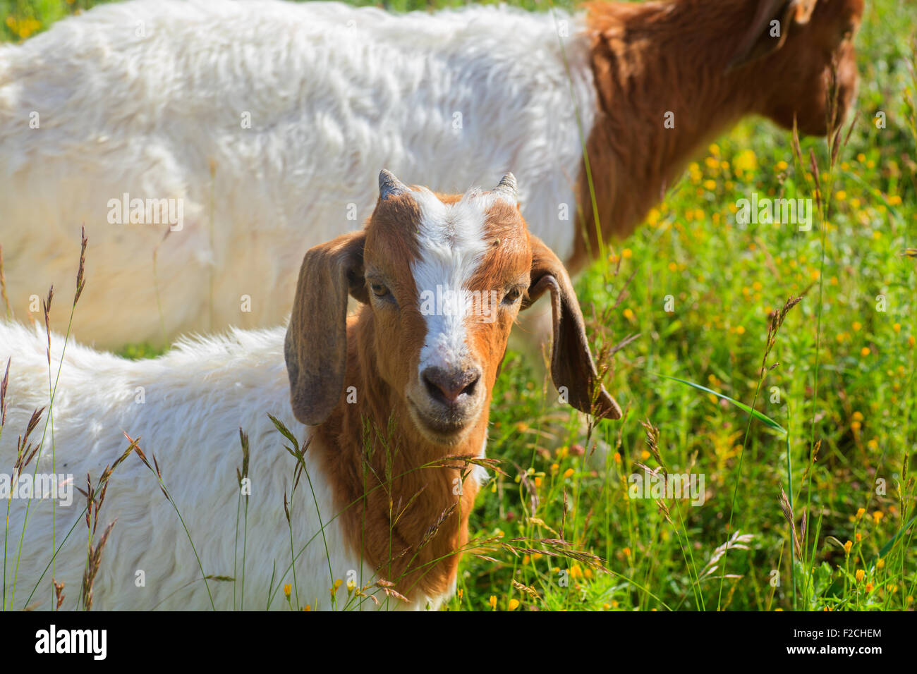 Goats grazing in the green countryside Stock Photo - Alamy