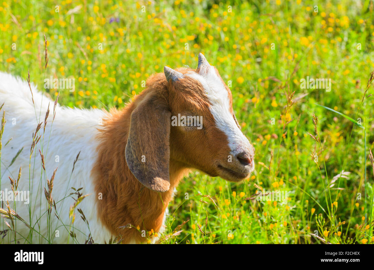 Goat grazing in the green countryside Stock Photo - Alamy