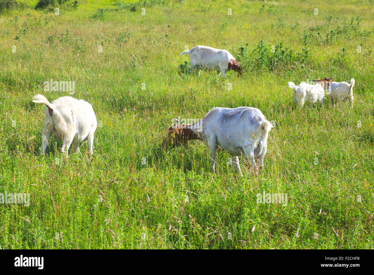 Goats grazing in the green countryside Stock Photo - Alamy