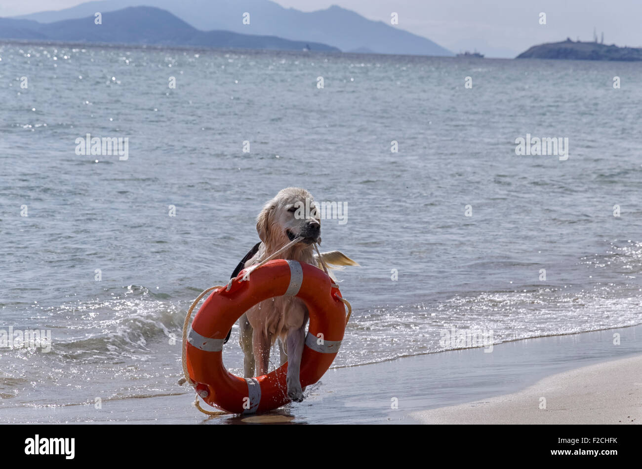 Rescue dog comes out of the sea with preserver Stock Photo - Alamy