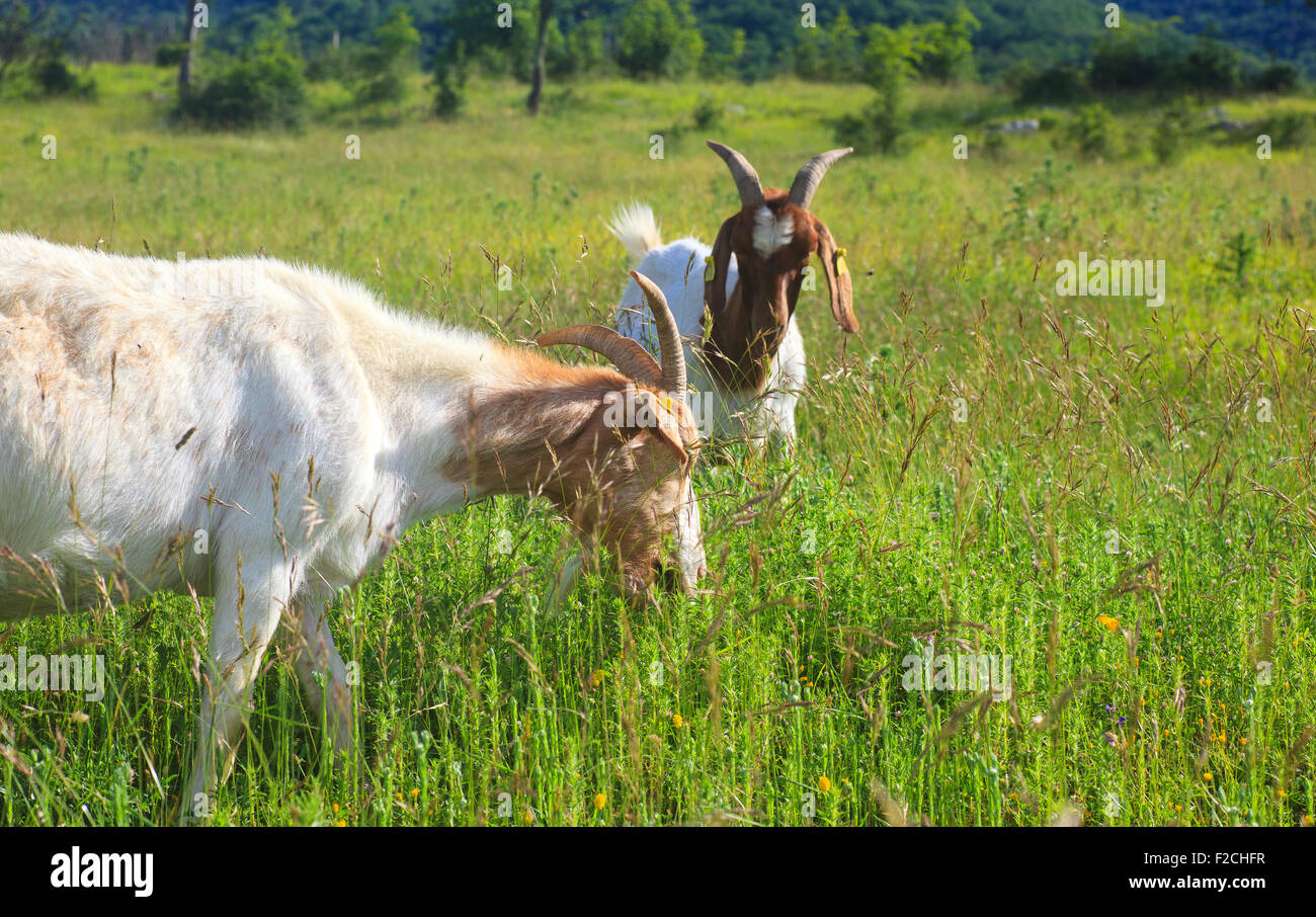 Goats grazing in the green countryside Stock Photo - Alamy