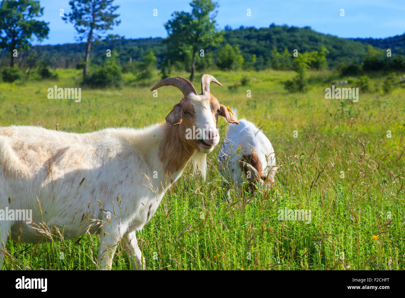Goats grazing in the green countryside Stock Photo - Alamy