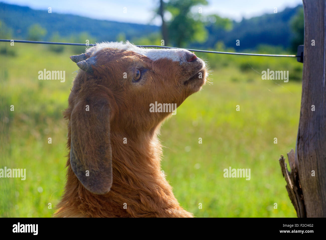 Goat grazing in the green countryside Stock Photo - Alamy