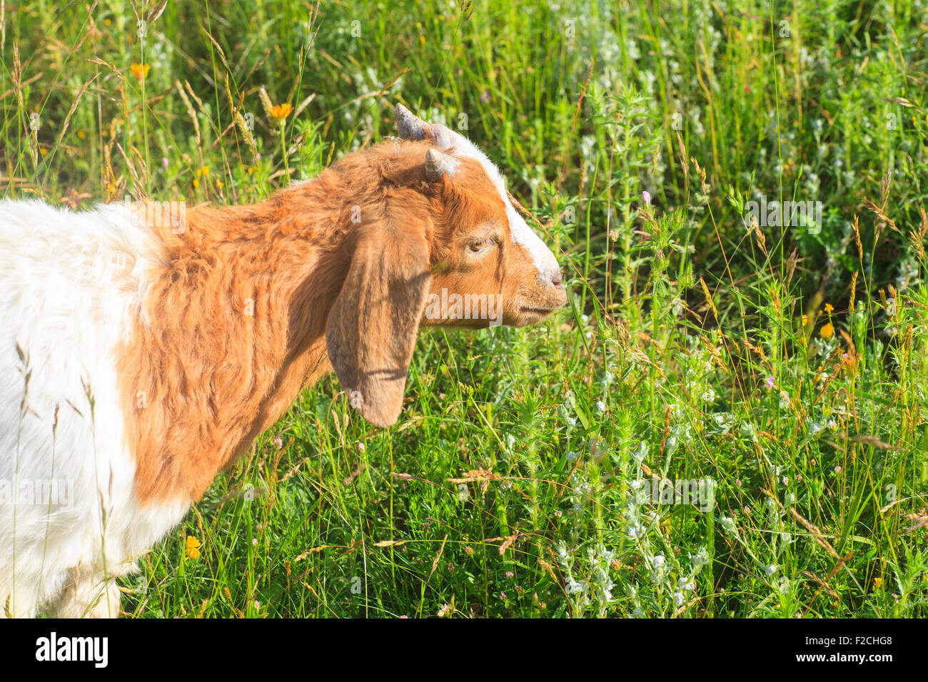 Goat grazing in the green countryside Stock Photo - Alamy