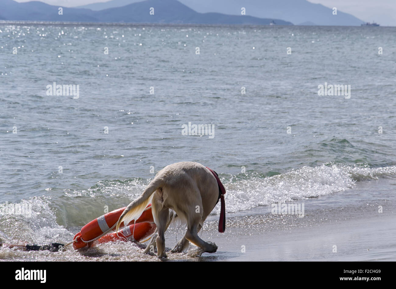 Rescue dog comes out of the sea with lifesaver Stock Photo - Alamy