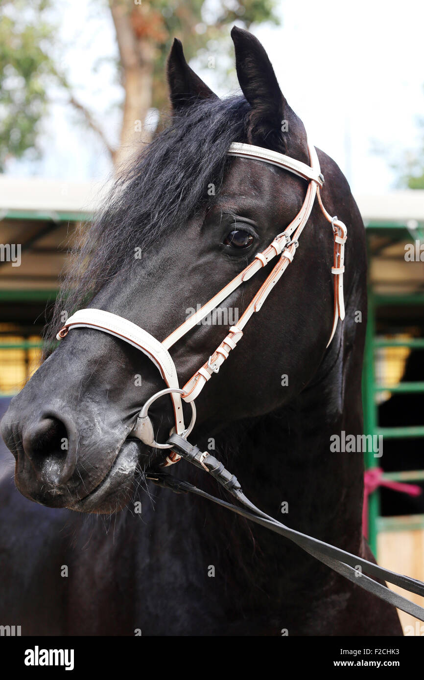 Portrait of a purebred friesian horse Stock Photo - Alamy