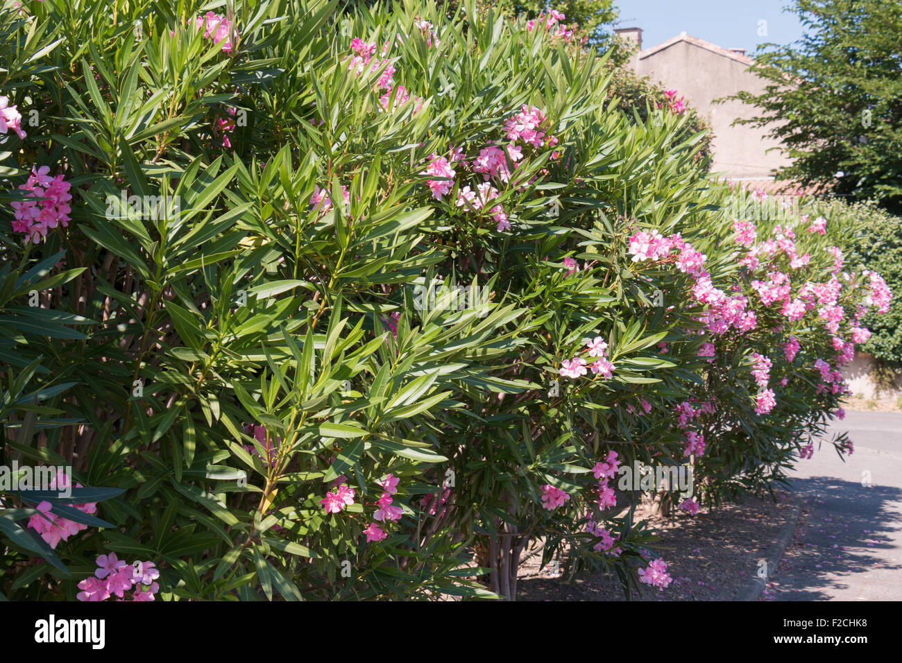 Oleander shrubs along the roads in France Stock Photo - Alamy
