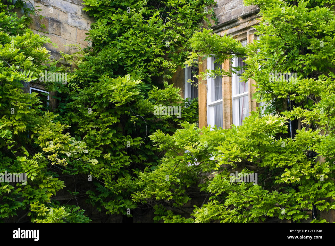 A leafy green plant growing up the side of a stone walled building in ...