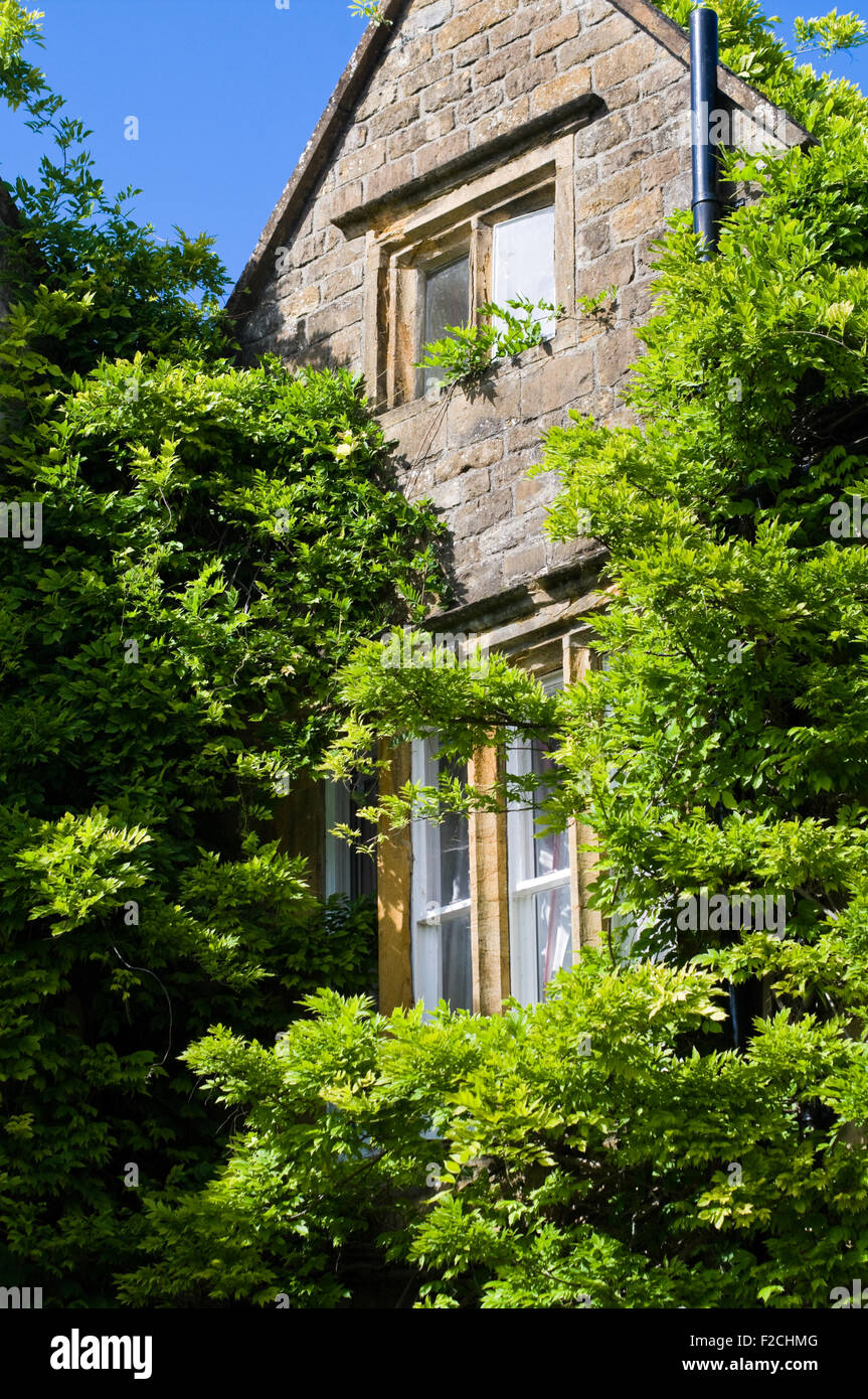 A leafy green plant growing up the side of a stone walled building in ...