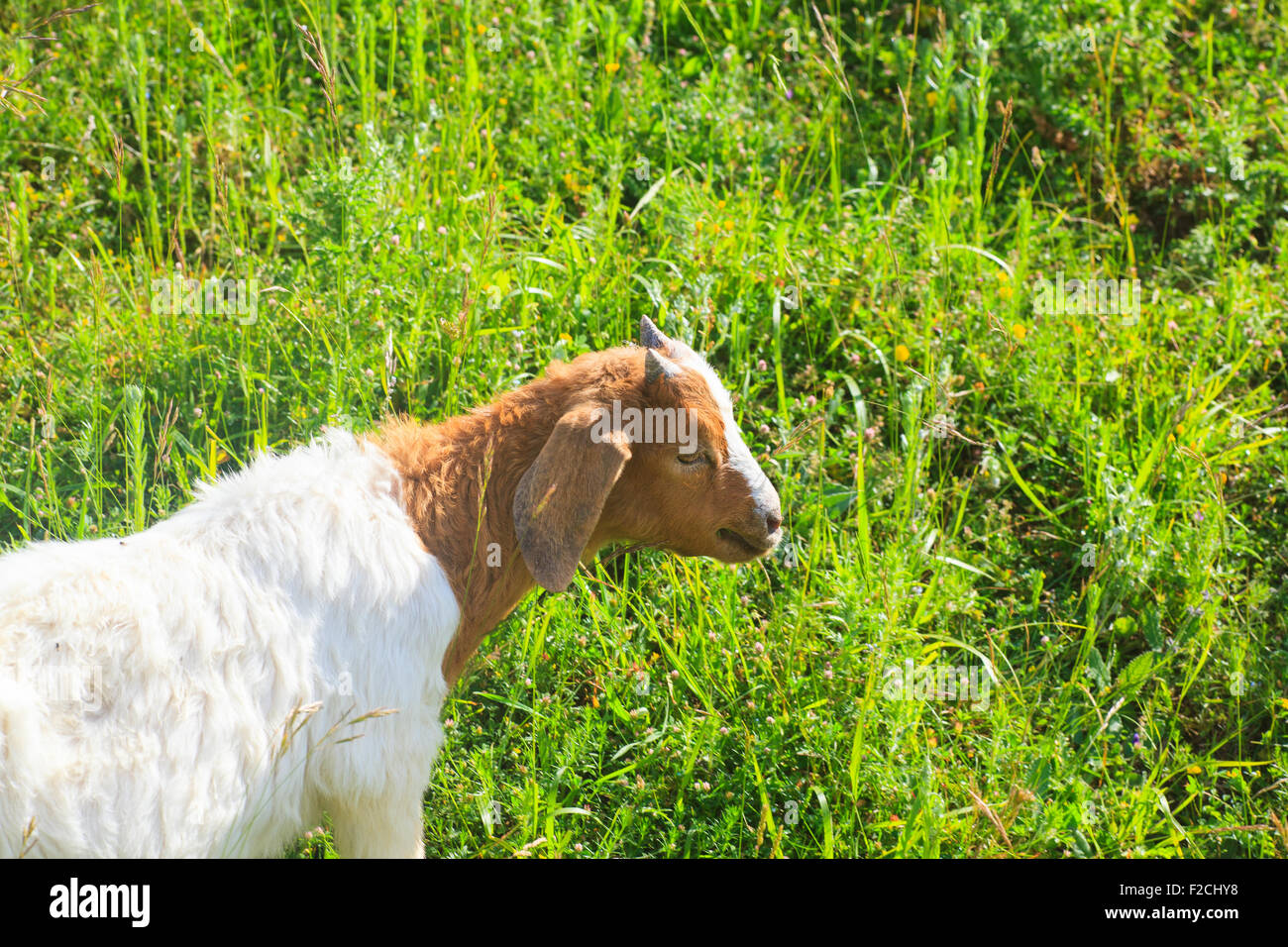 Goat grazing in the green countryside Stock Photo - Alamy