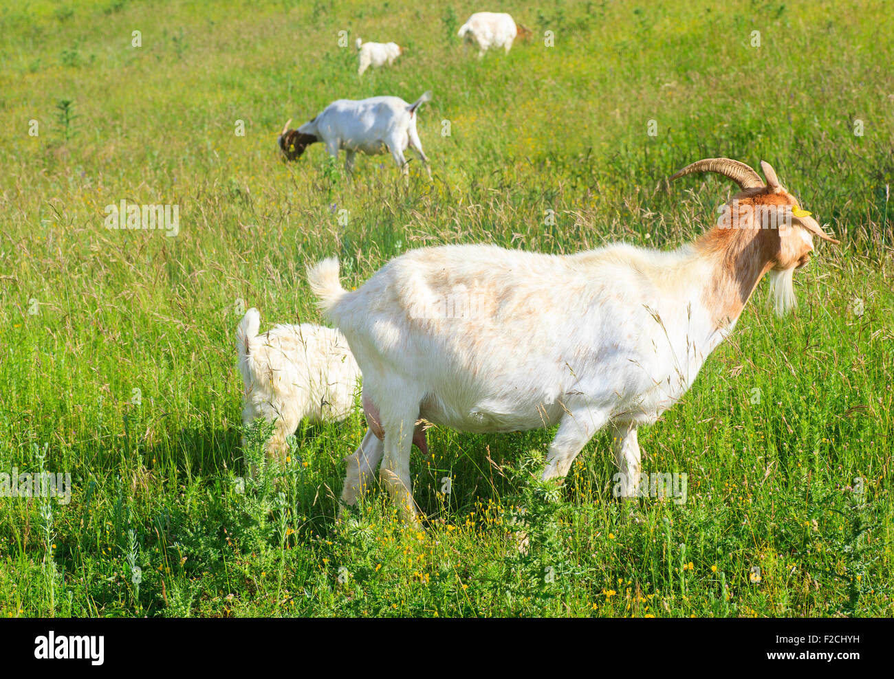 Goats grazing in the green countryside Stock Photo - Alamy